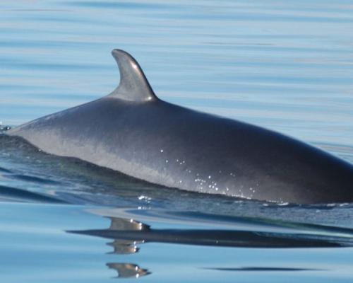 Kayak Scotland - Wildlife